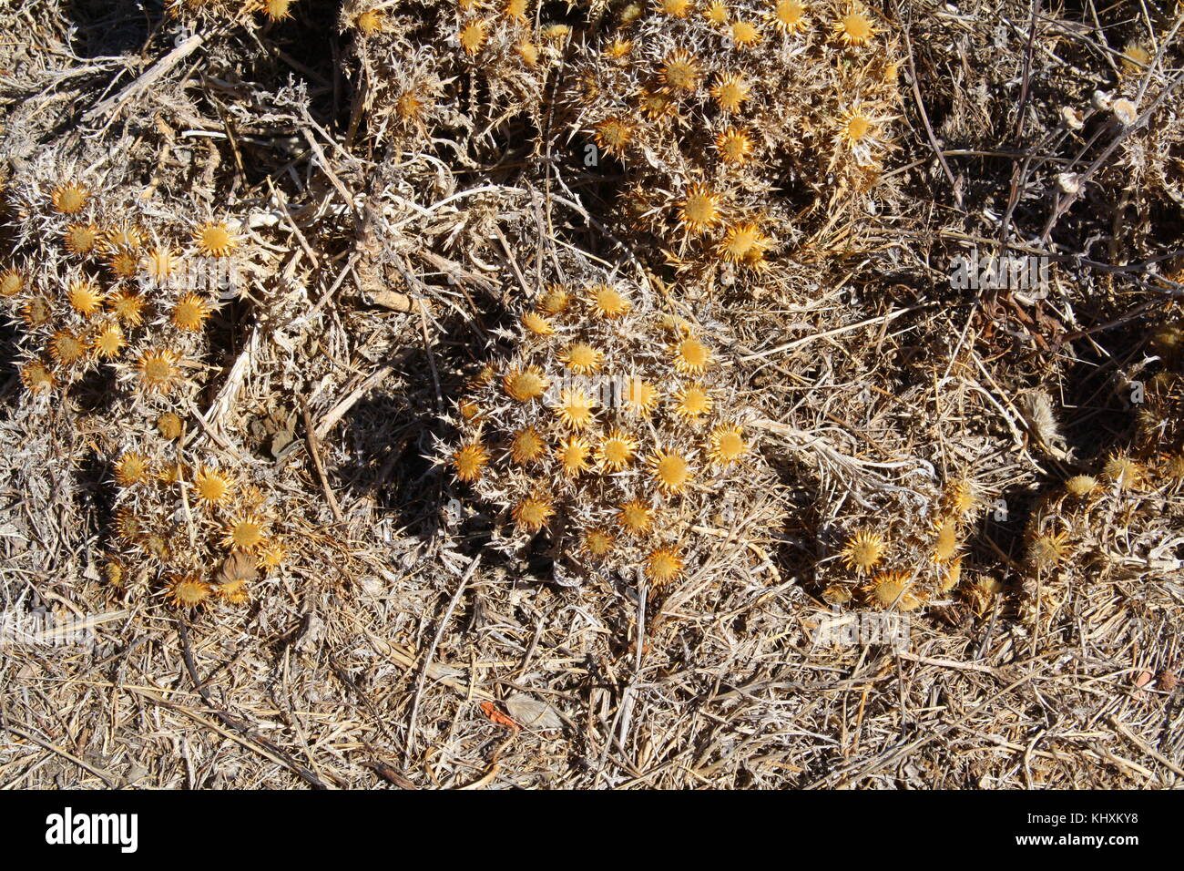 Brown weed hi-res stock photography and images - Alamy
