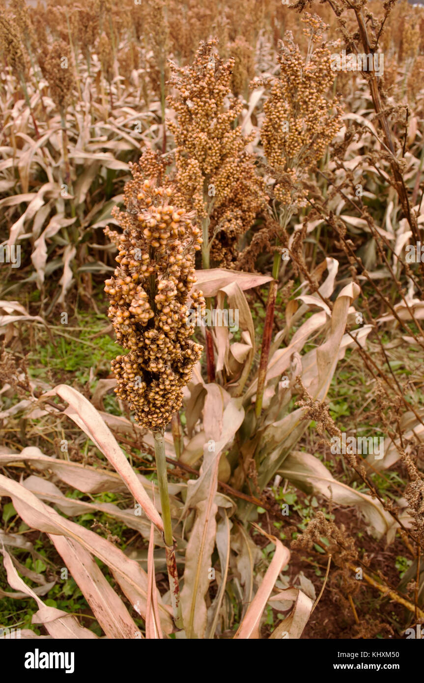 A close up of a sorghum crop field in the fall Stock Photo - Alamy