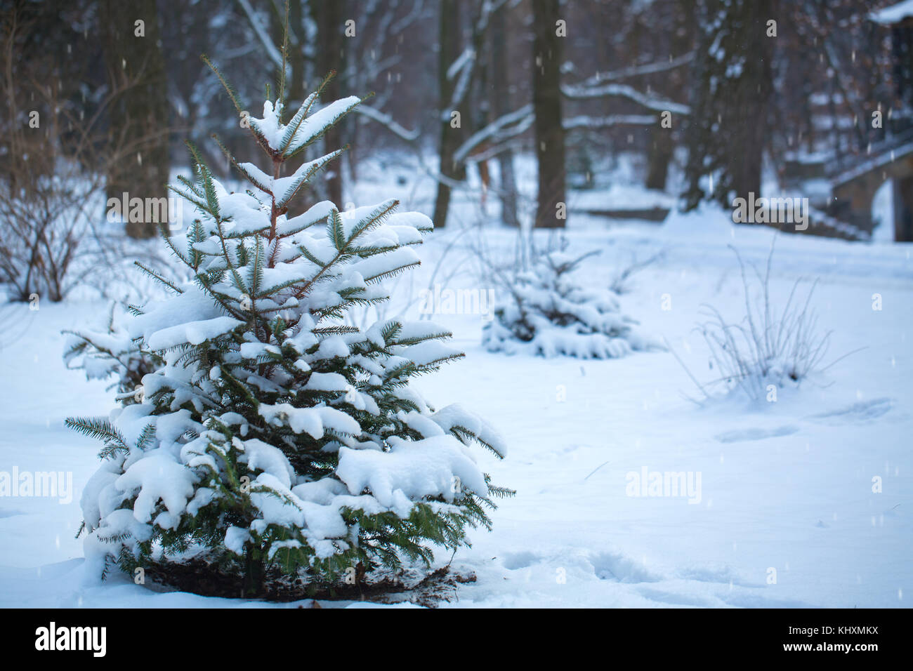 Little Christmas tree in the snow in the winter park Stock Photo - Alamy