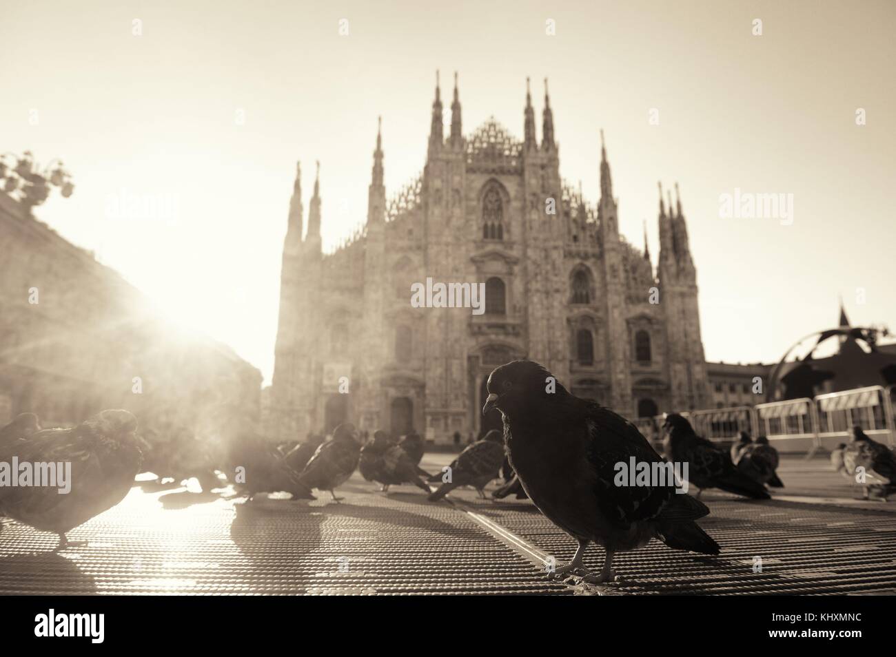 Pigeon sunrise at Cathedral Square or Piazza del Duomo in Italian, the ...