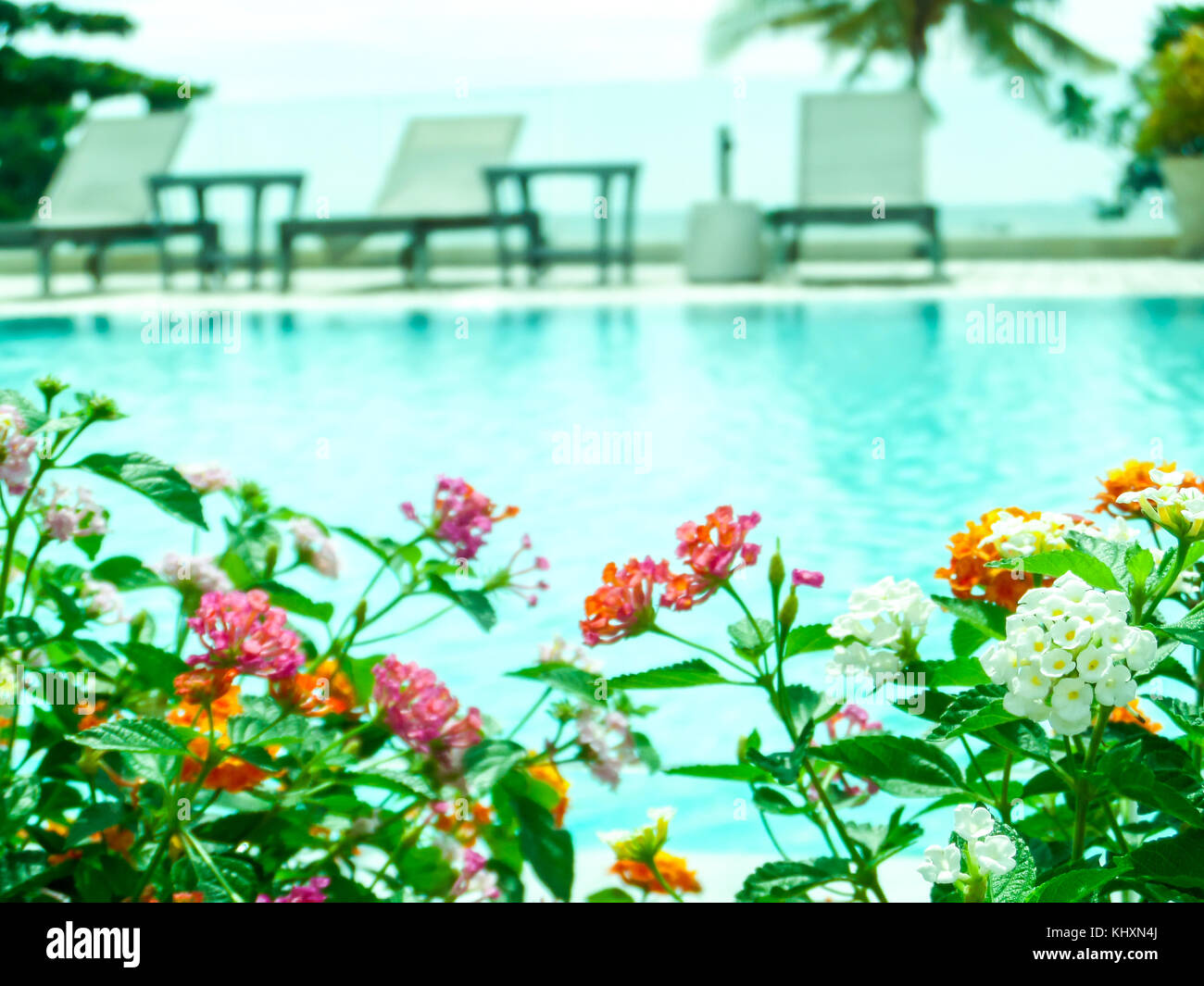 colorful of lantana camara mix light pink orange white magenta in the ...