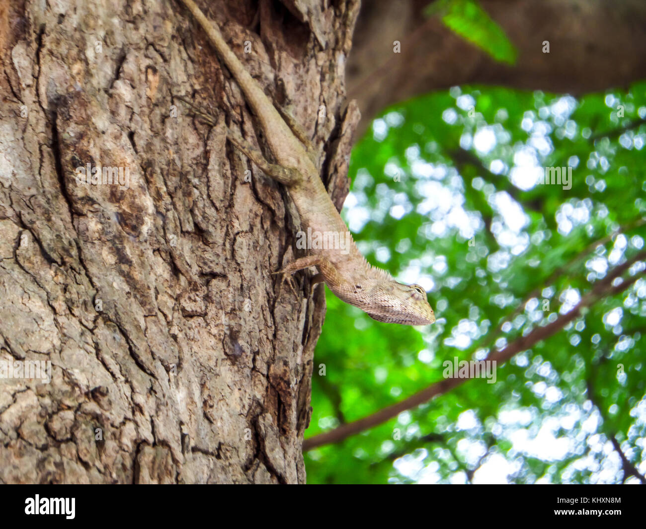 Masked lizard hi-res stock photography and images - Alamy