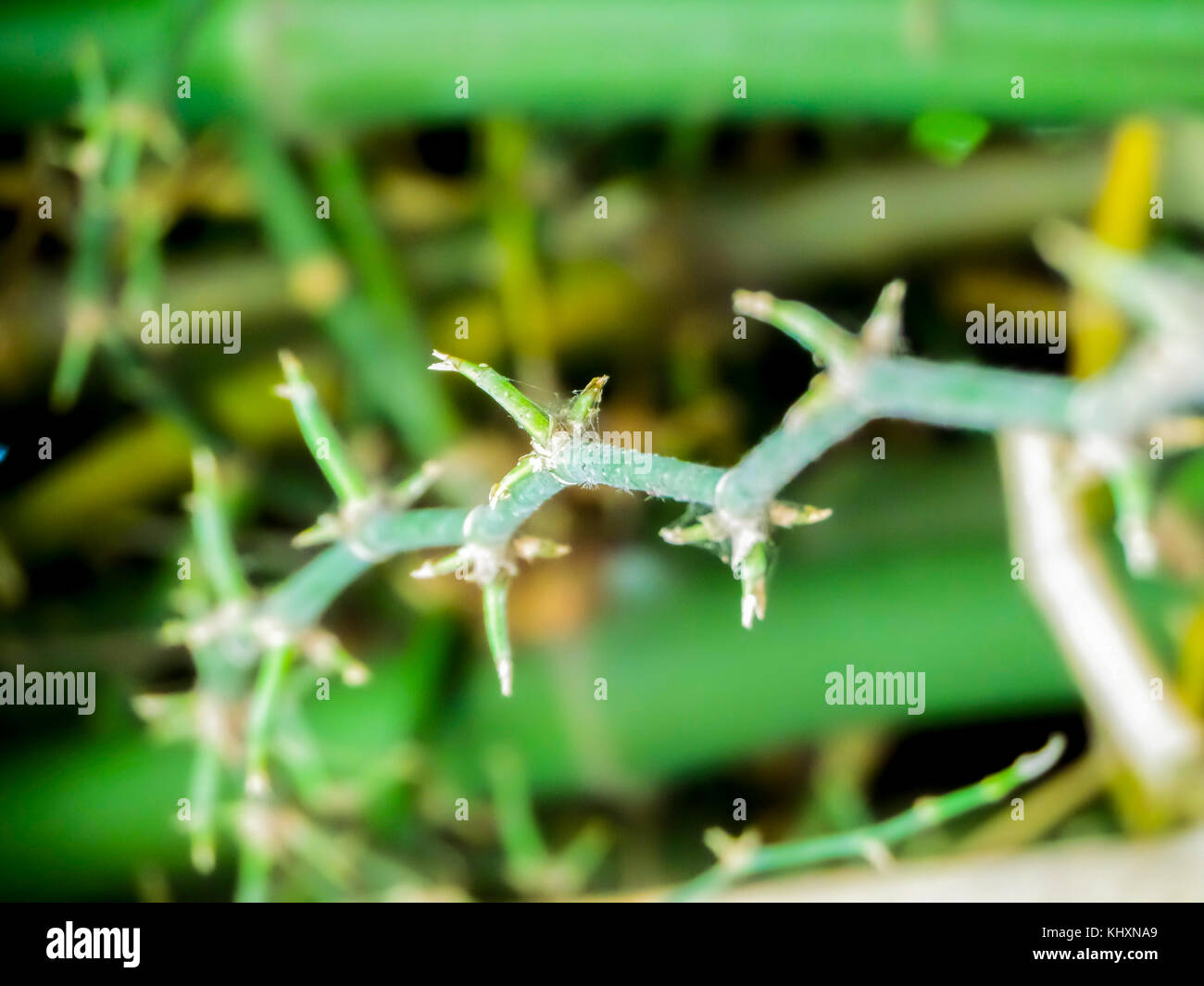 Thorn Forest High Resolution Stock Photography and Images - Alamy