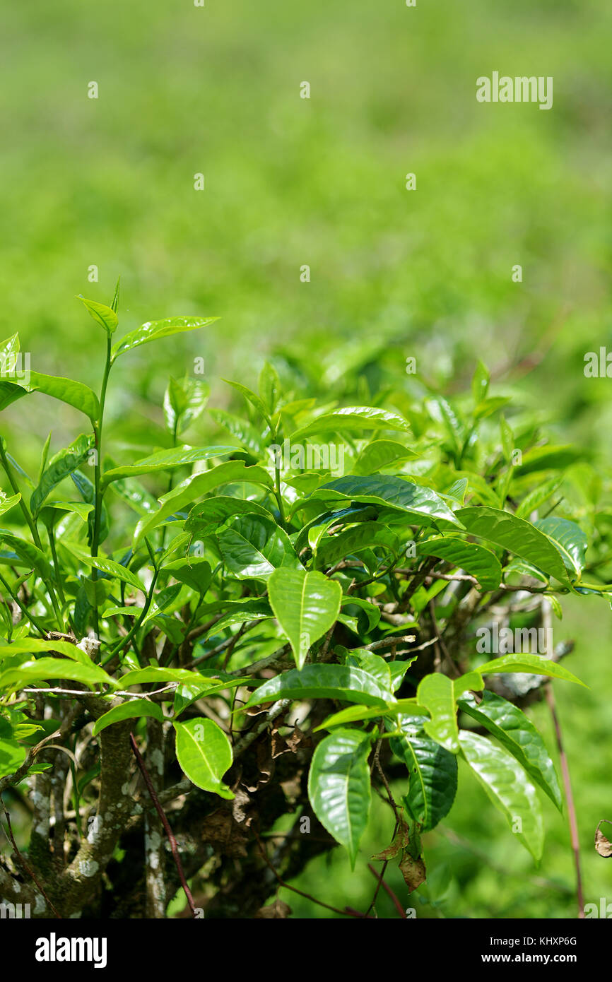 Tea leaf, green and fresh Stock Photo - Alamy