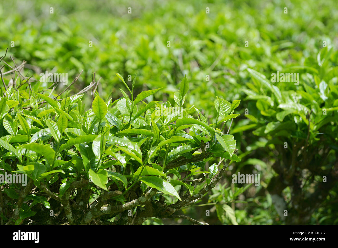 Tea leaf, green and fresh Stock Photo - Alamy