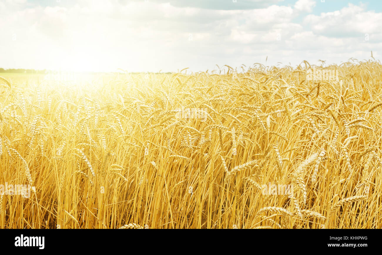sunset over golden harvest field Stock Photo - Alamy