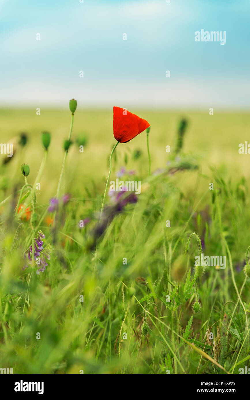 alone flower of poppy on green field Stock Photo - Alamy