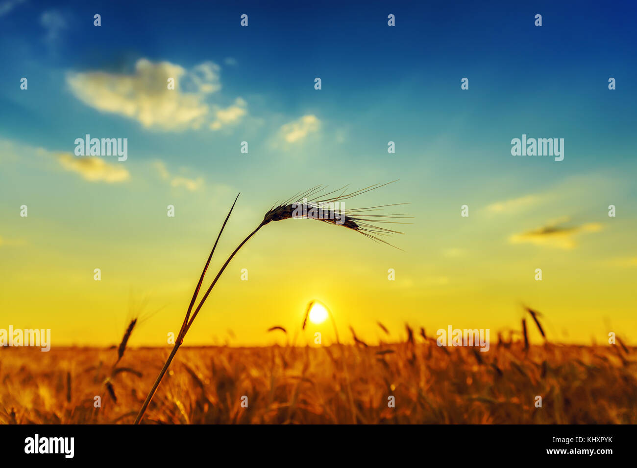 harvest and sunset over field Stock Photo - Alamy