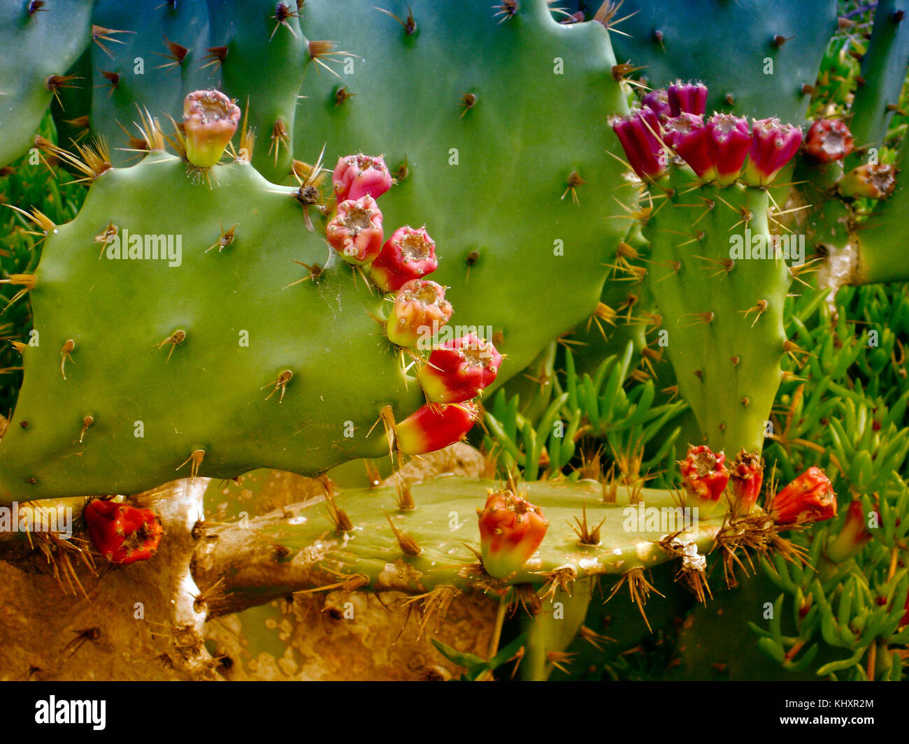 Cactus with roots hi-res stock photography and images - Alamy