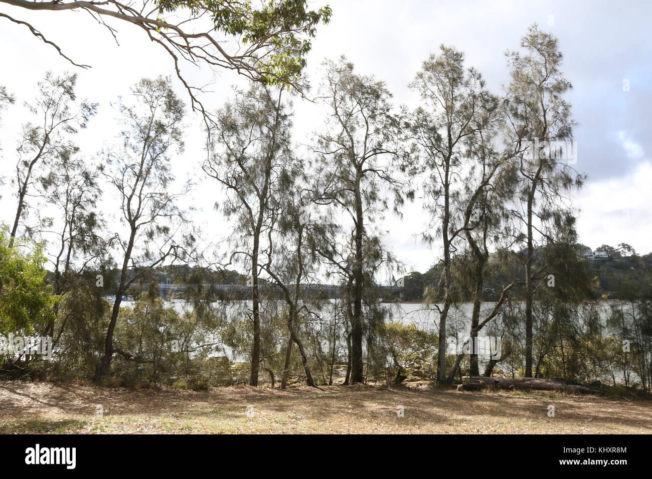 Trees line the edge of Green Point Reserve next to the Georges River in ...