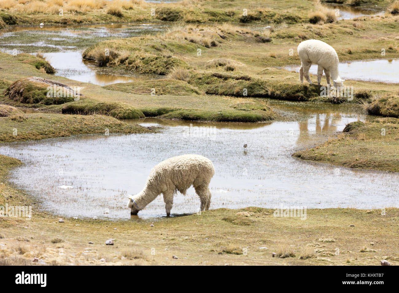 Alpaca in Andes Mountains, Peru, South America Stock Photo - Alamy