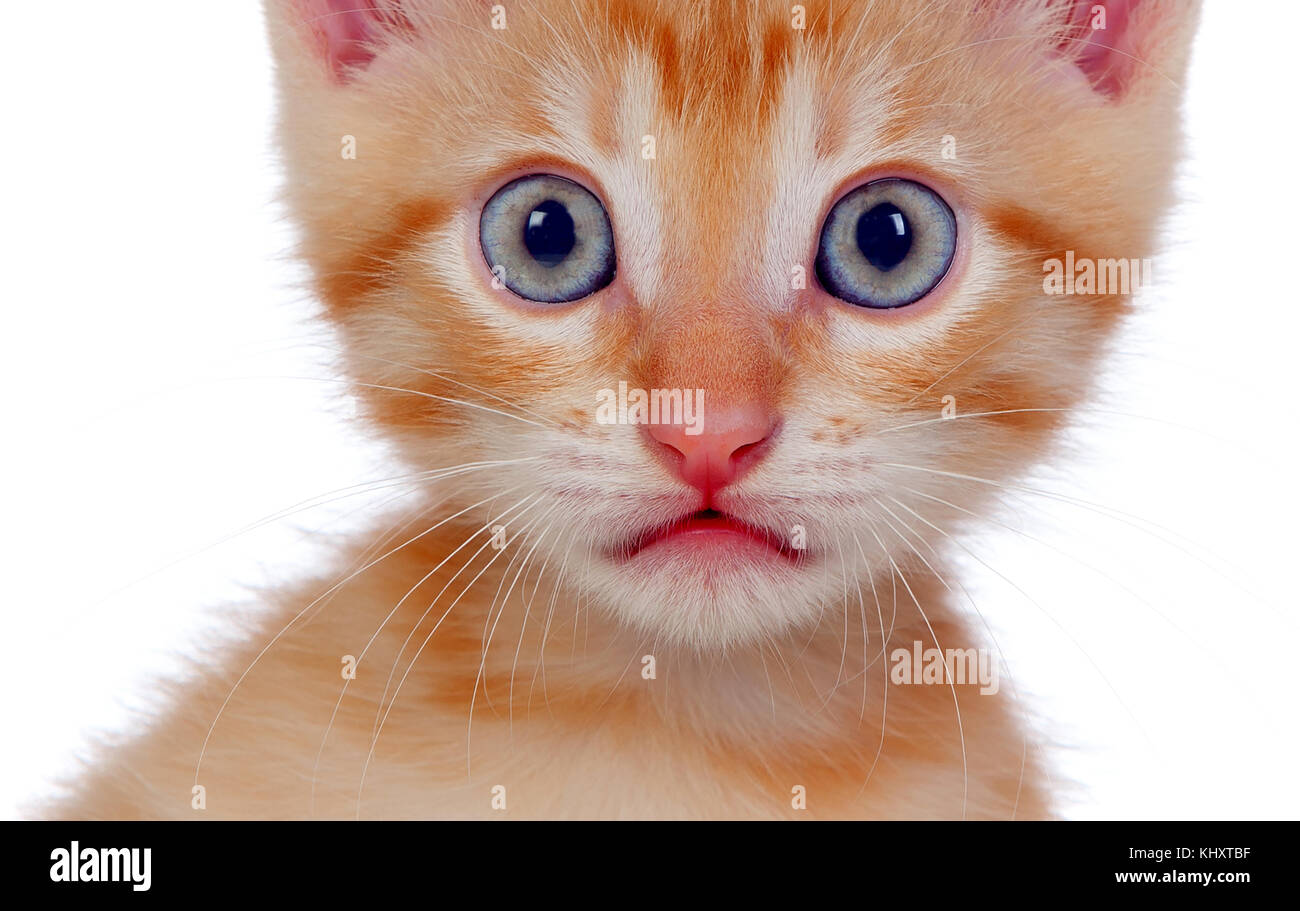Beautiful small red cat looking at camera isolated on a white ...