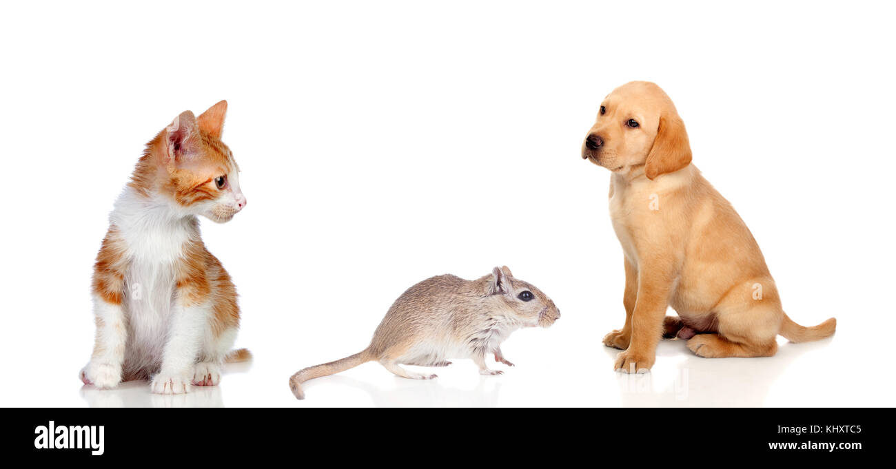 Three different pets isolated on a white background Stock Photo - Alamy