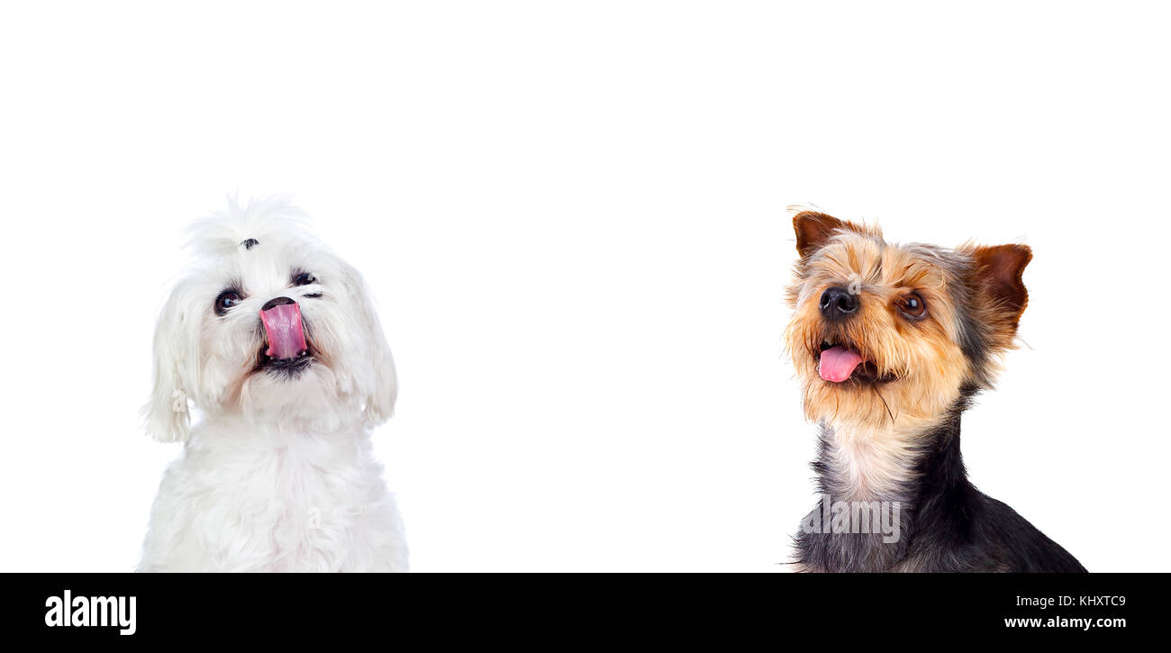 Two different dogs looking up isolated on a white background Stock ...