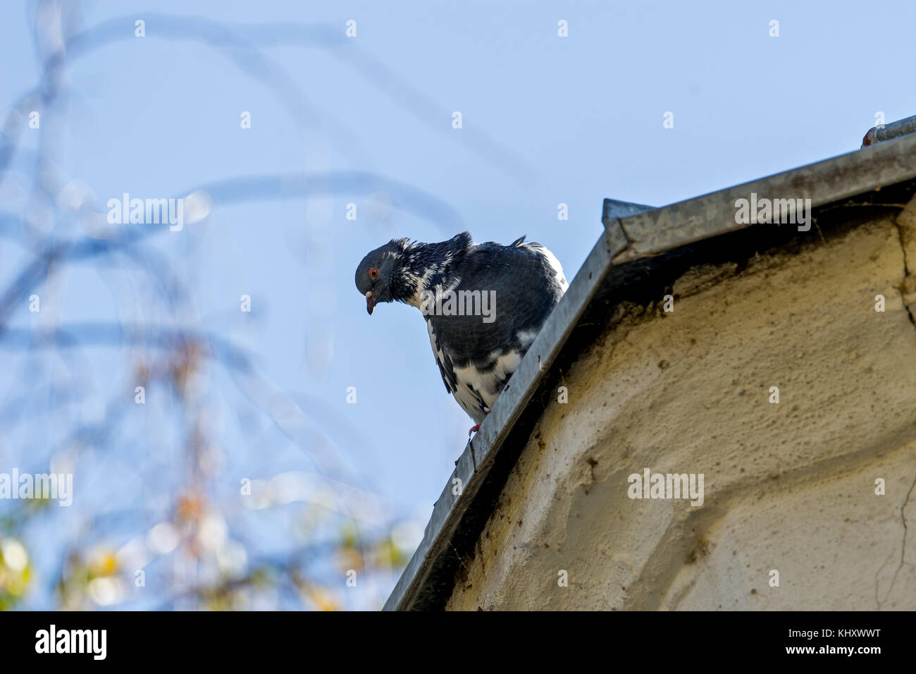 Pigeon damage to building hi-res stock photography and images - Alamy