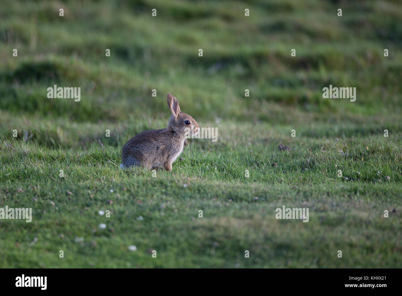 Juvenile rabbit Oryctolagus cuniculus in profile on short grassland ...