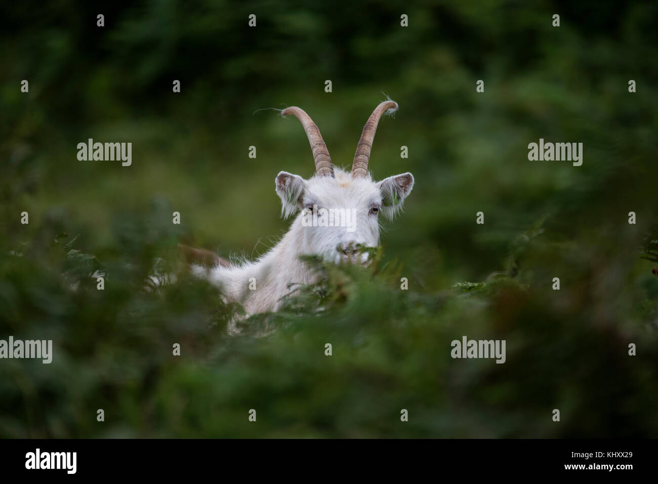 Head shot of wild Kashmiri Goat Capra Markhor partially hidden behind ...