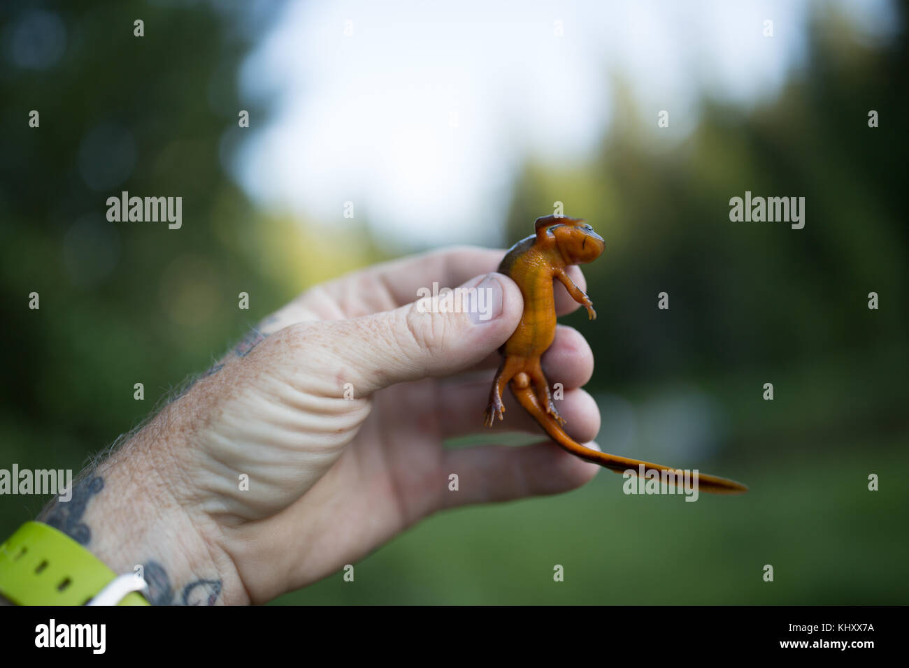 Person holding newt, close-up Stock Photo - Alamy