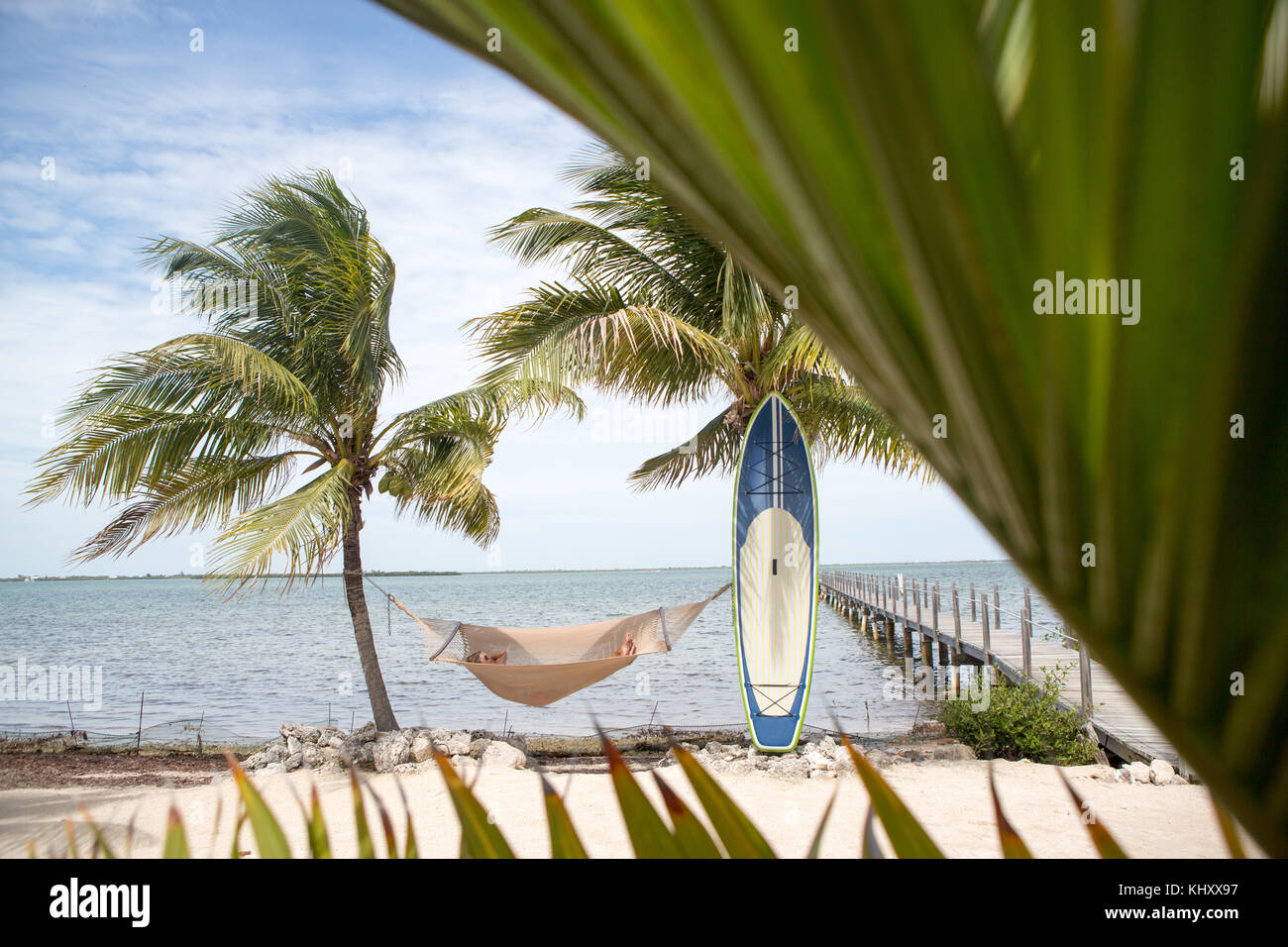 Person relaxing in hammock between two palm trees, surf board resting against palm tree Stock ...