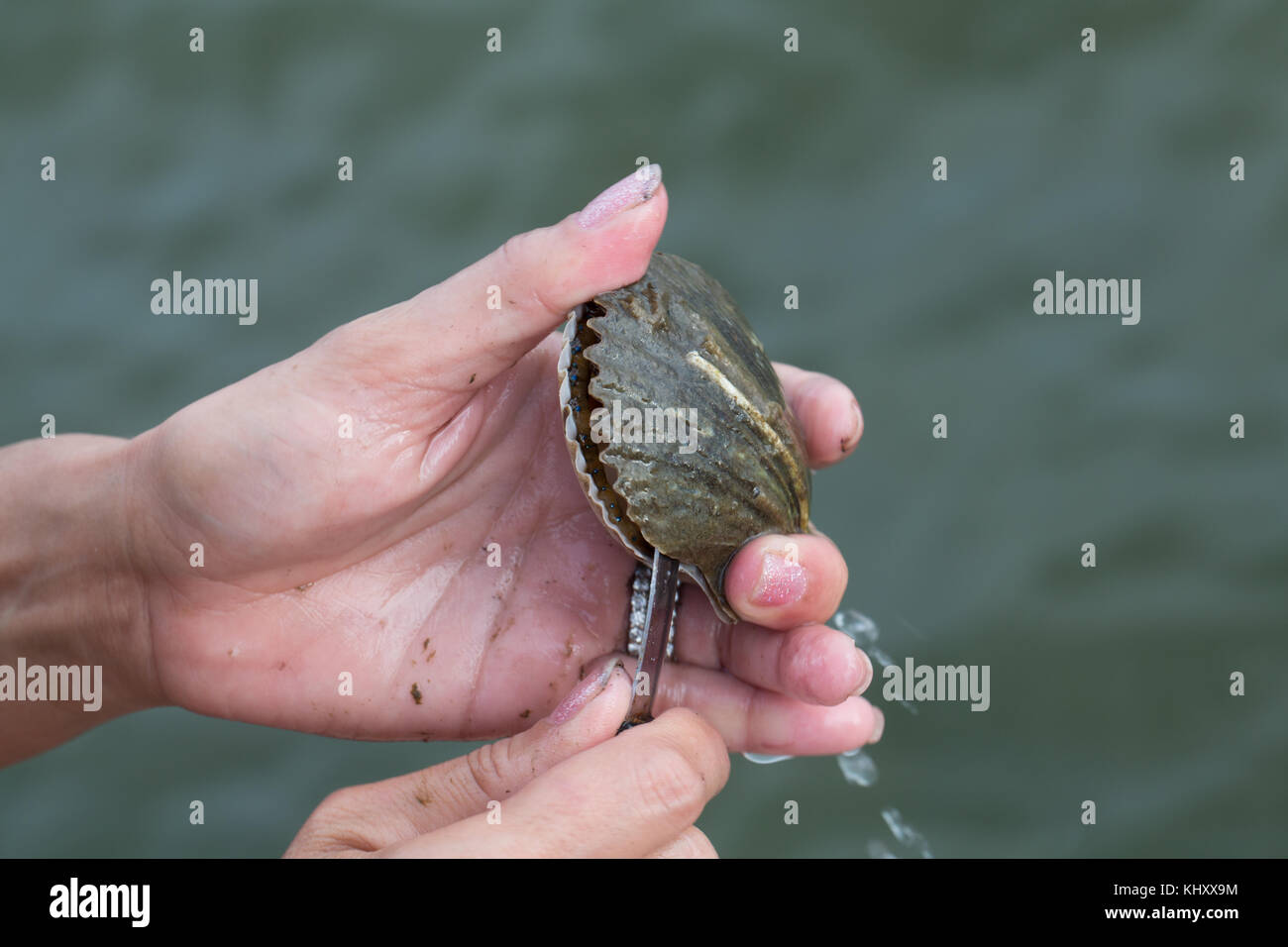 Opening shell hi-res stock photography and images - Alamy