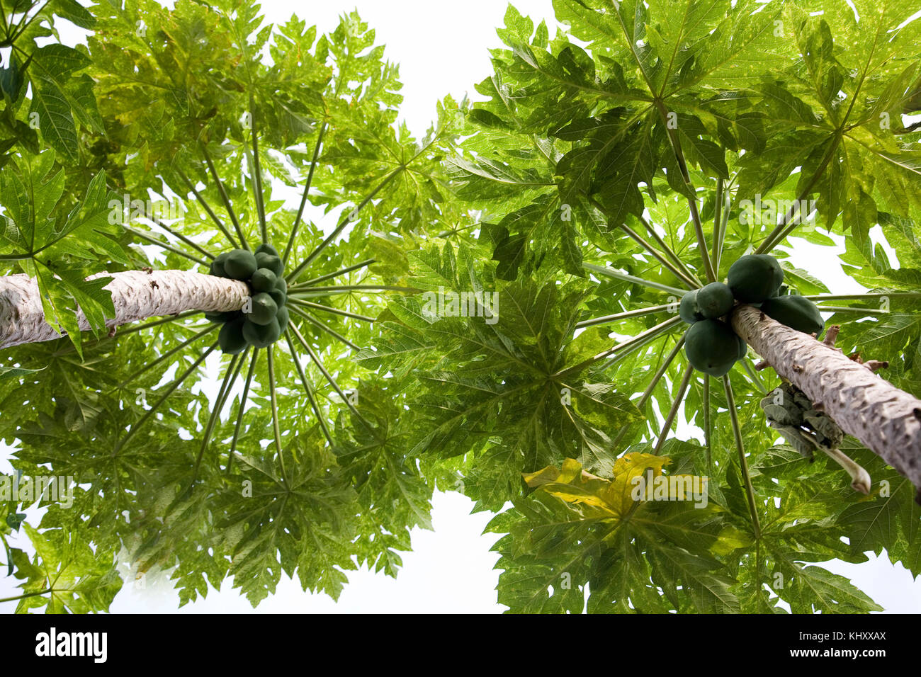 Pawpaw africa hi-res stock photography and images - Alamy