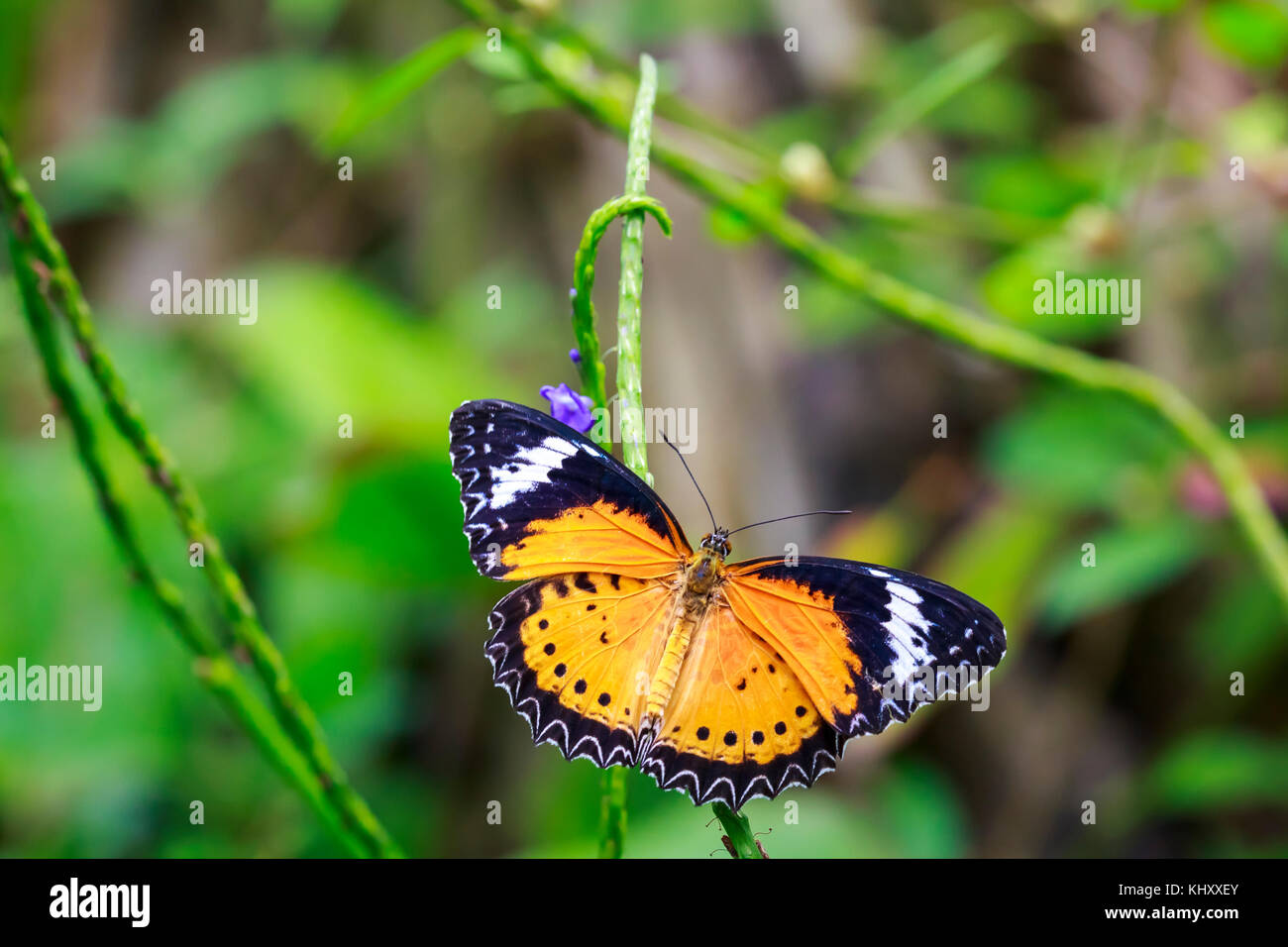 Red Lacewing (Cethosia bilbis) tropical butterfly resting in feeding ...