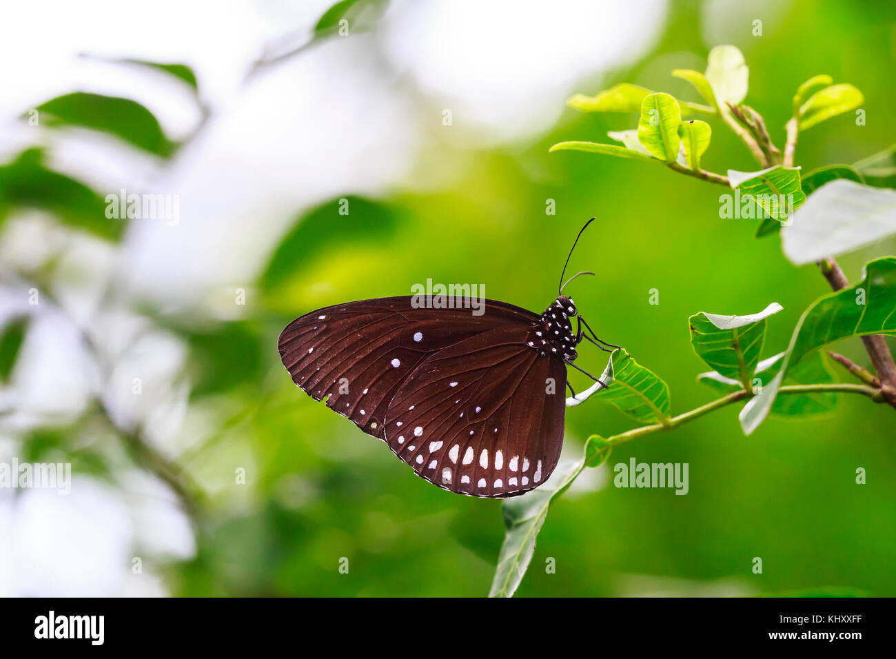 Common Indian Crow (Euploea core) exotic butterfly resting on a green ...
