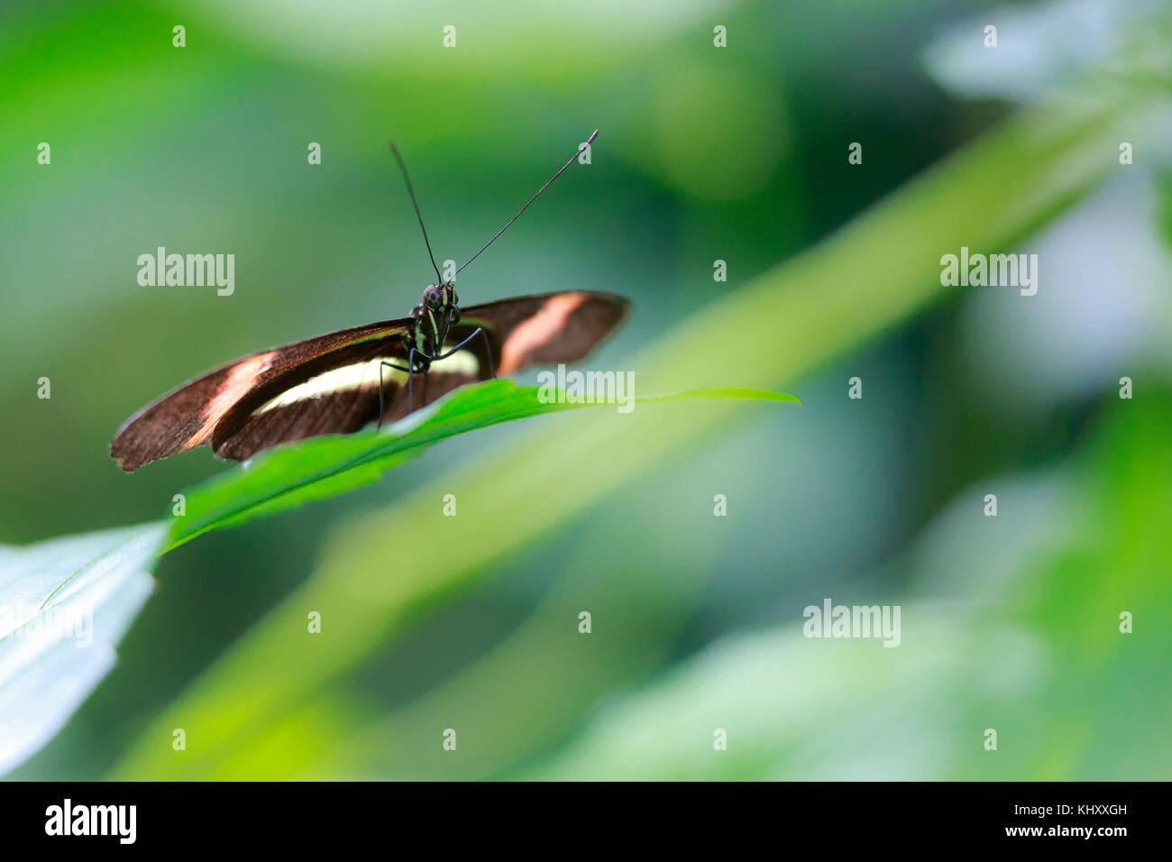 Heliconius erato small postman butterfly red passion flower butterfly ...