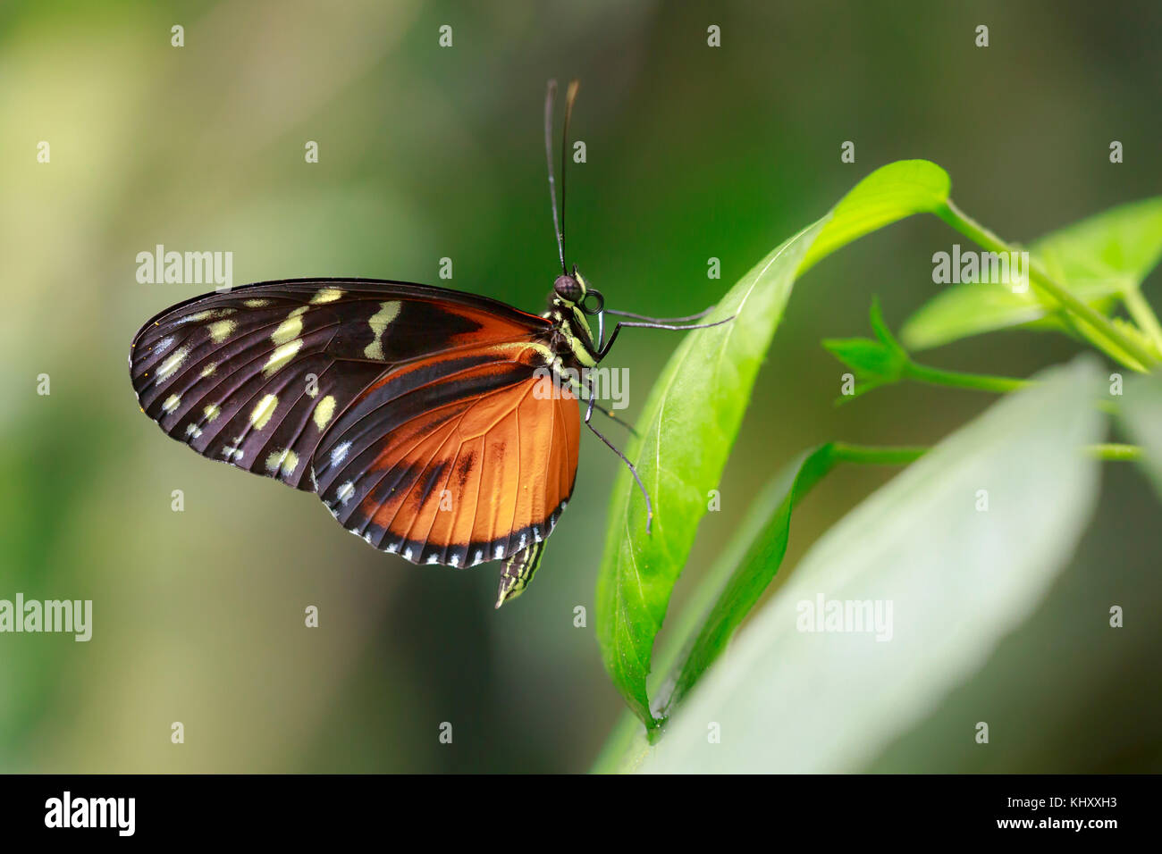 Heliconius hecale, the tiger longwing, Hecale longwing, golden longwing ...