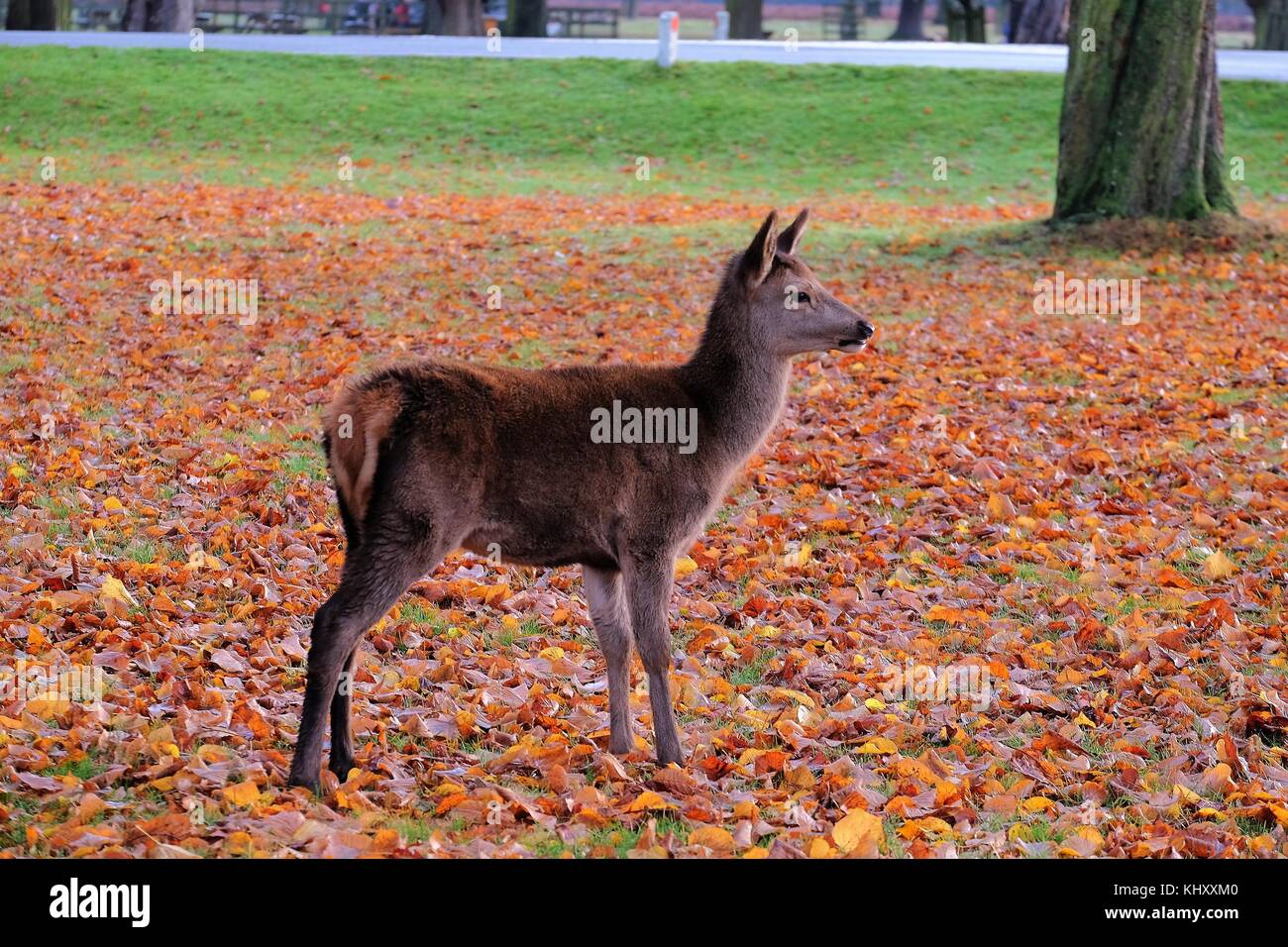 wild deer in park Stock Photo - Alamy