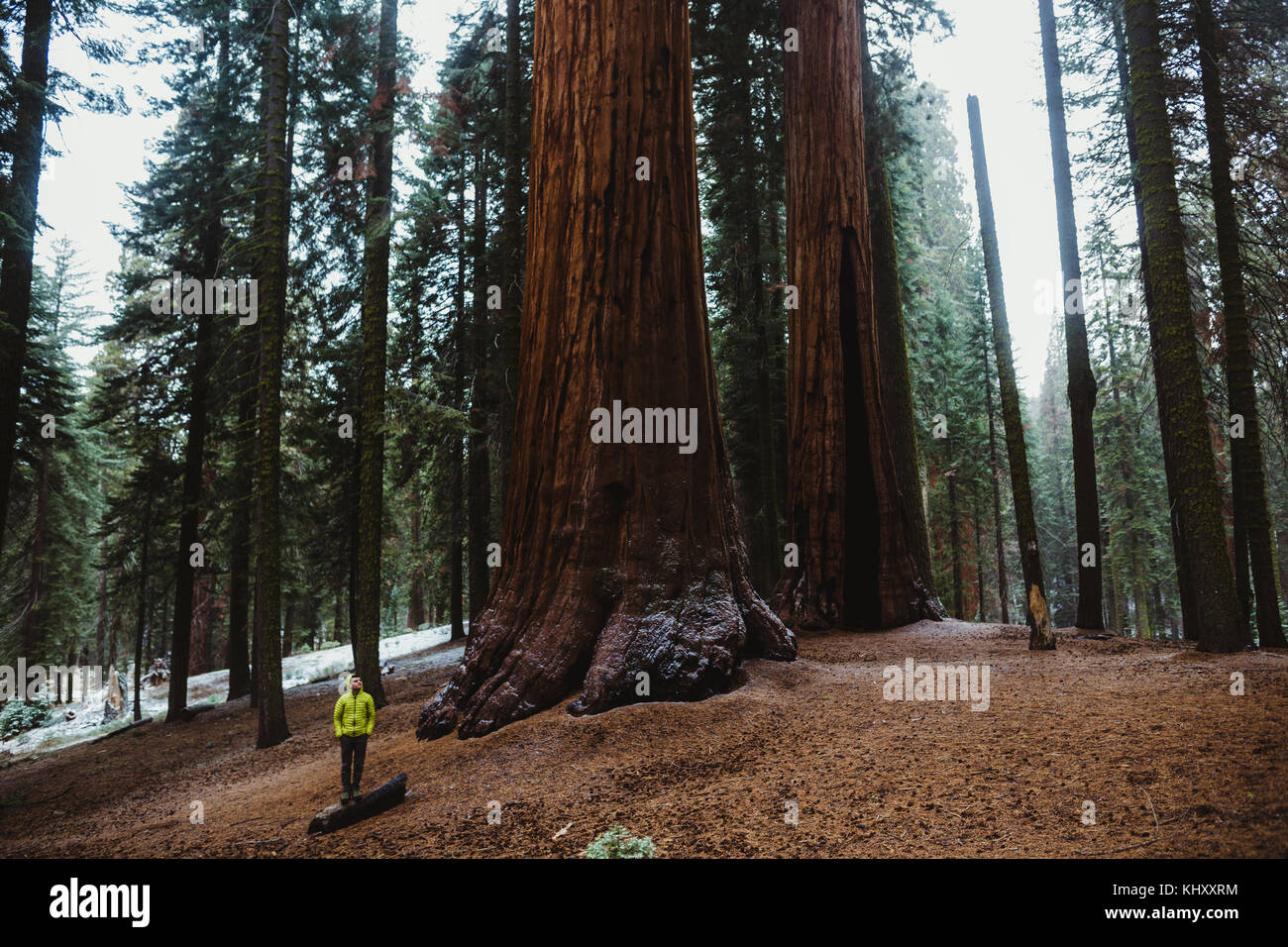Male hiker looking up at giant sequoia trees in Sequoia National Park ...