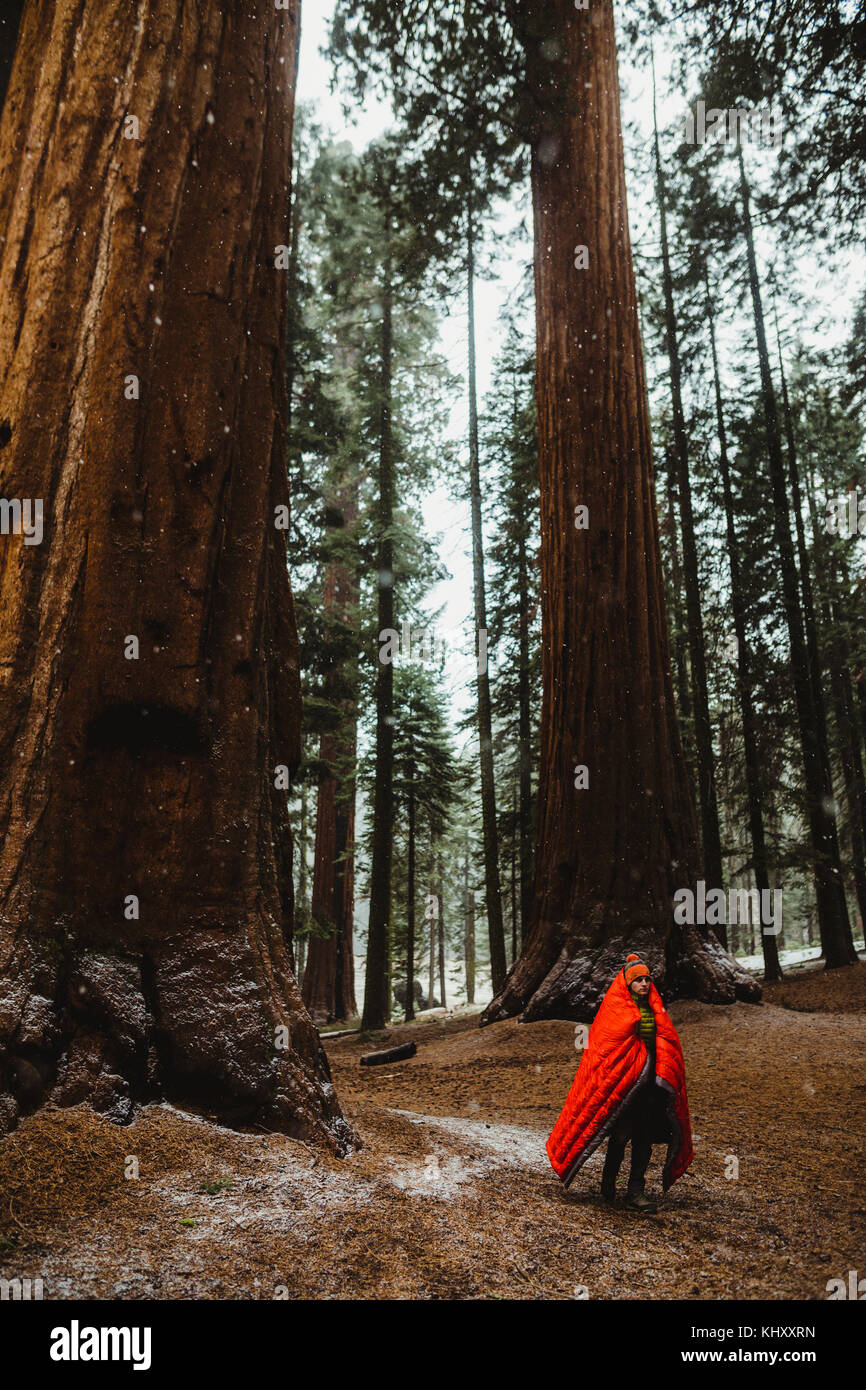 Male wild camper wrapped in red sleeping in Sequoia National Park ...