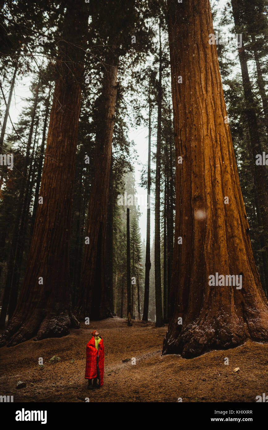 Male wild camper wrapped in red sleeping bag looking up at giant ...