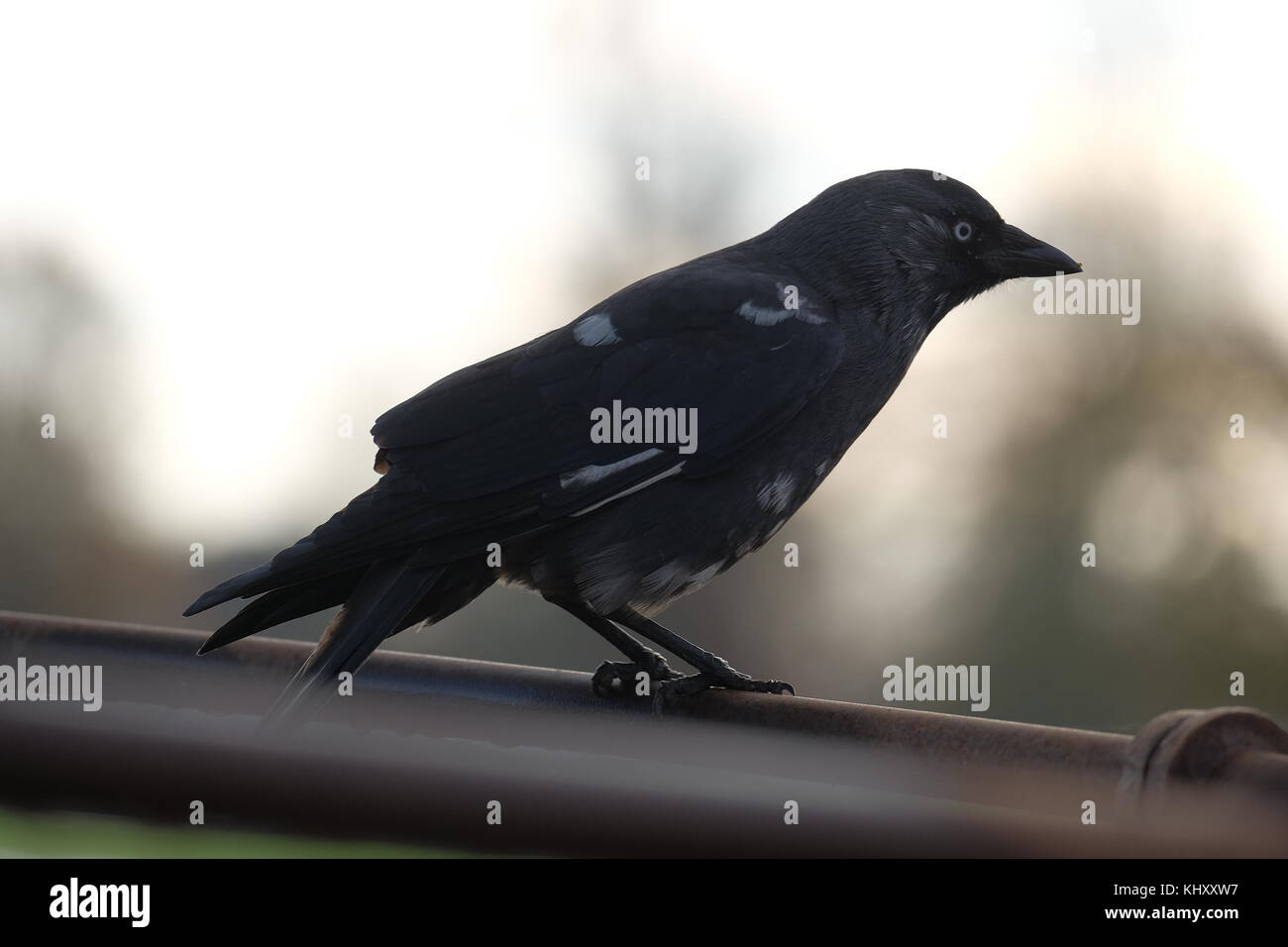 Crow with blue eyes hi-res stock photography and images - Alamy