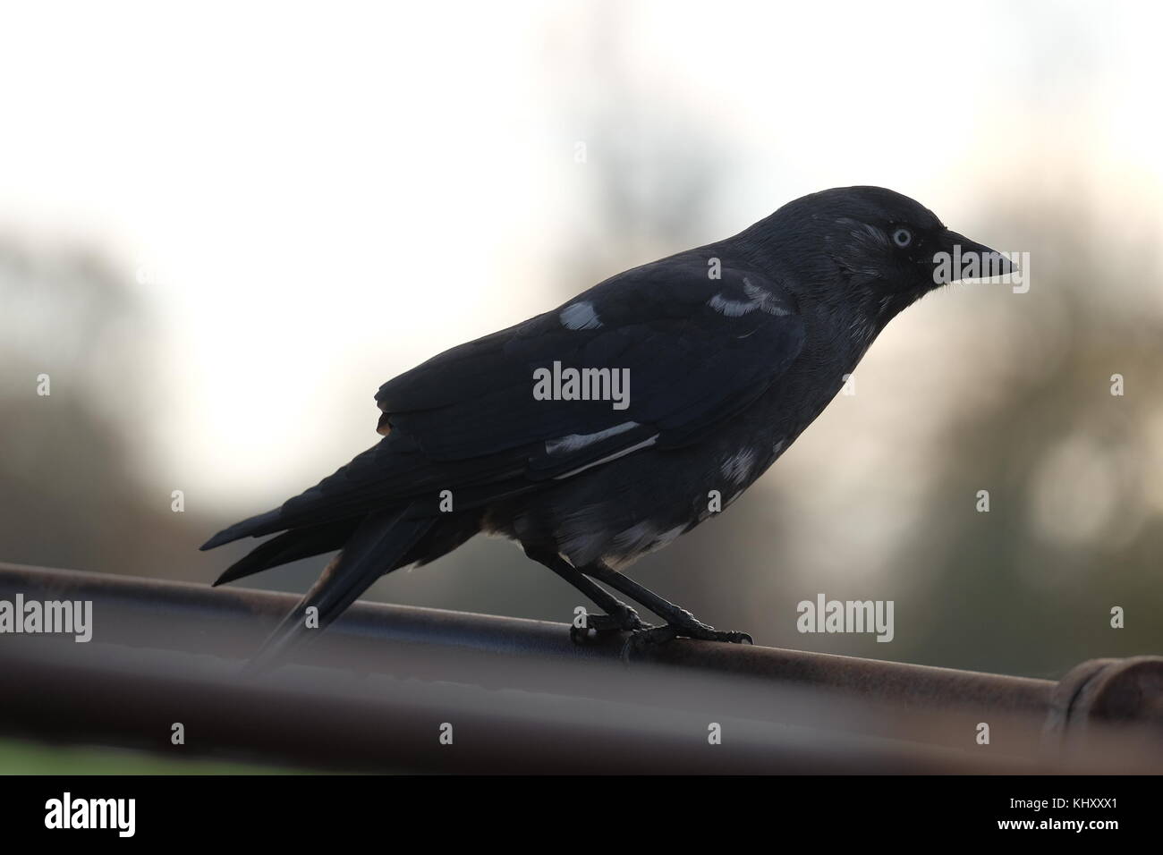 crow perched blue eyes Stock Photo - Alamy