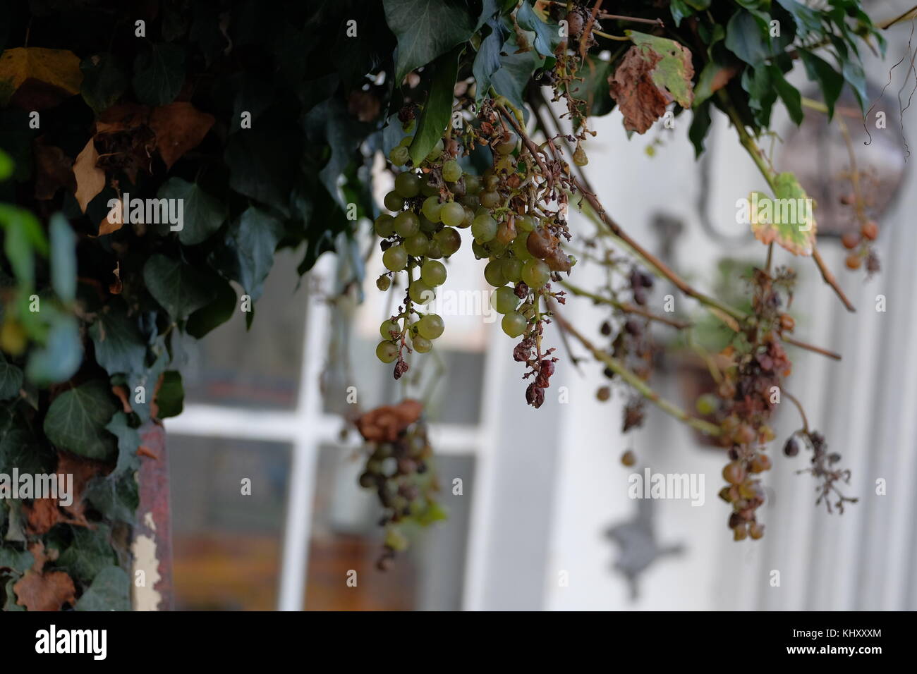 end of summer vine rotting grapes Stock Photo - Alamy