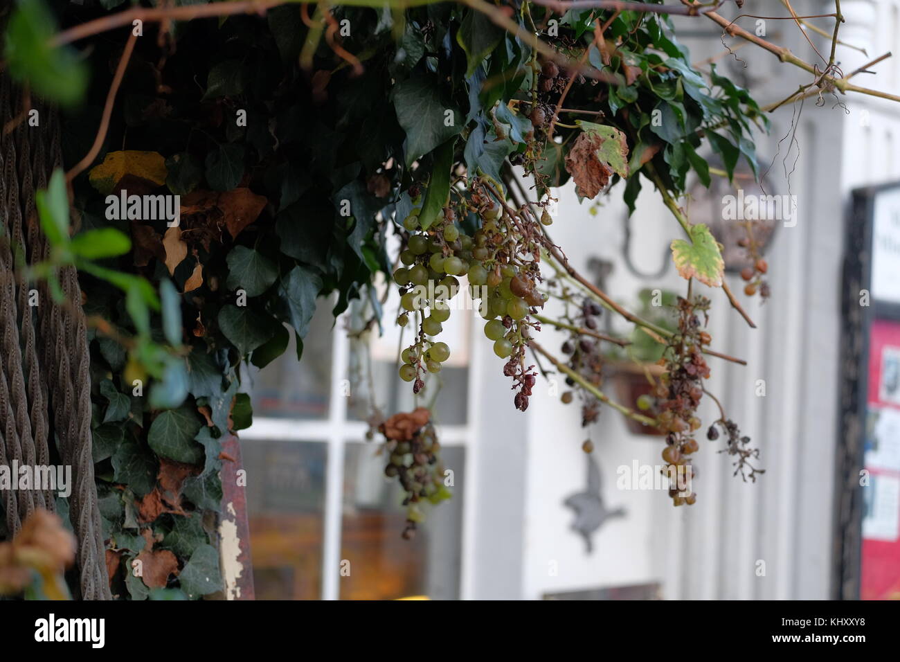 end of summer vine rotting grapes Stock Photo - Alamy