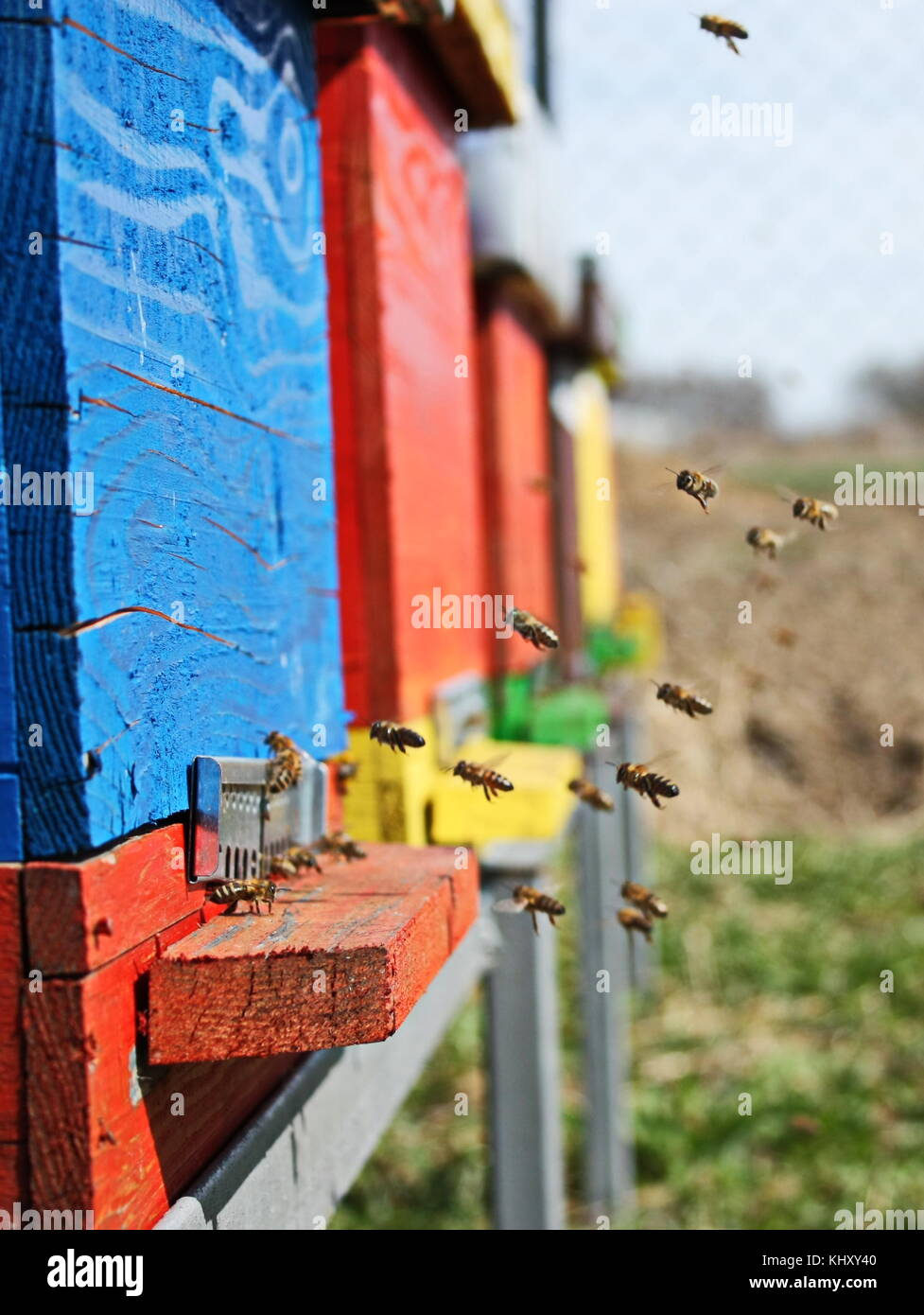 Flying honeybees hi-res stock photography and images - Alamy