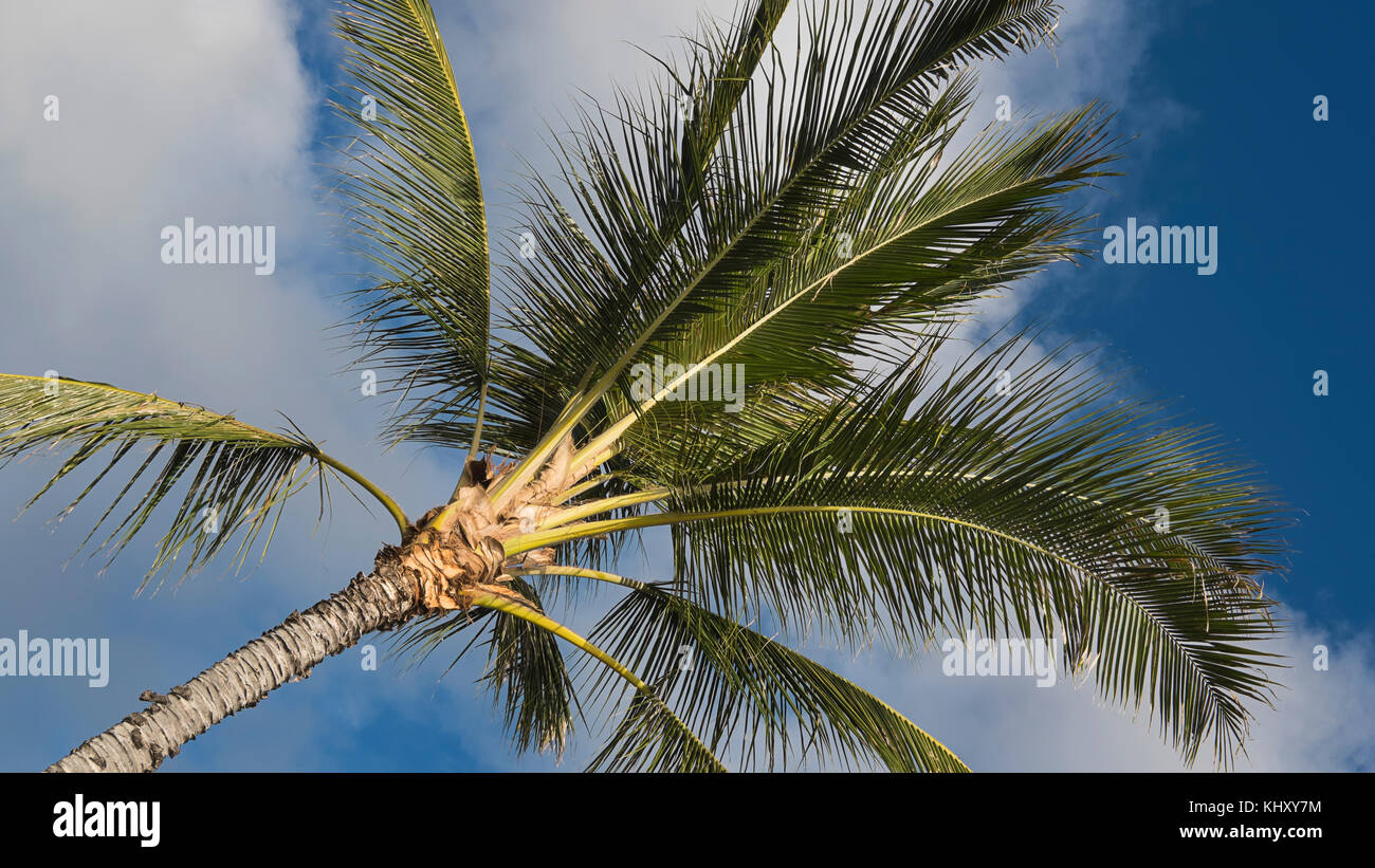 Diagonal view of tall coconut palm tree, against bright blue sky Stock ...