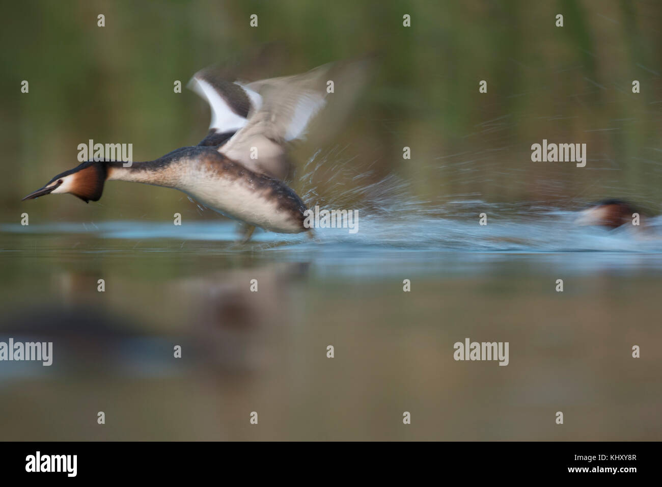 Great Crested Grebes ( Podiceps cristatus ) in fight, territorial ...