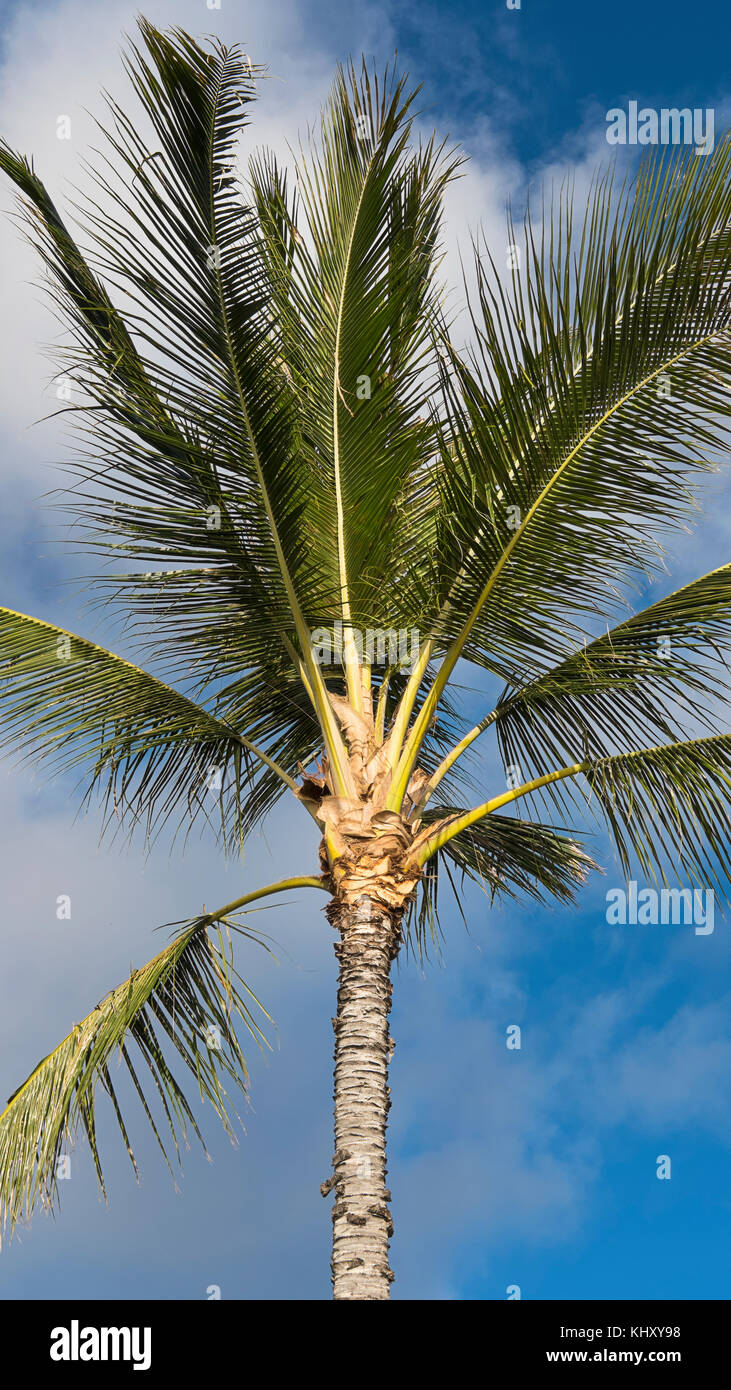 Vertical shot of tall coconut palm tree, against bright blue sky Stock ...