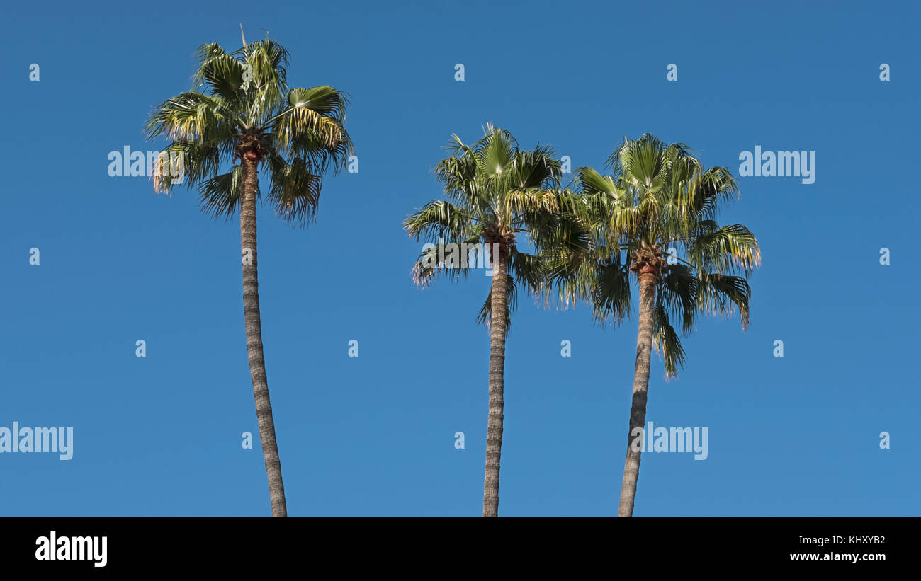 Three cropped exotic palm trees with large evergreen palmate leaves ...