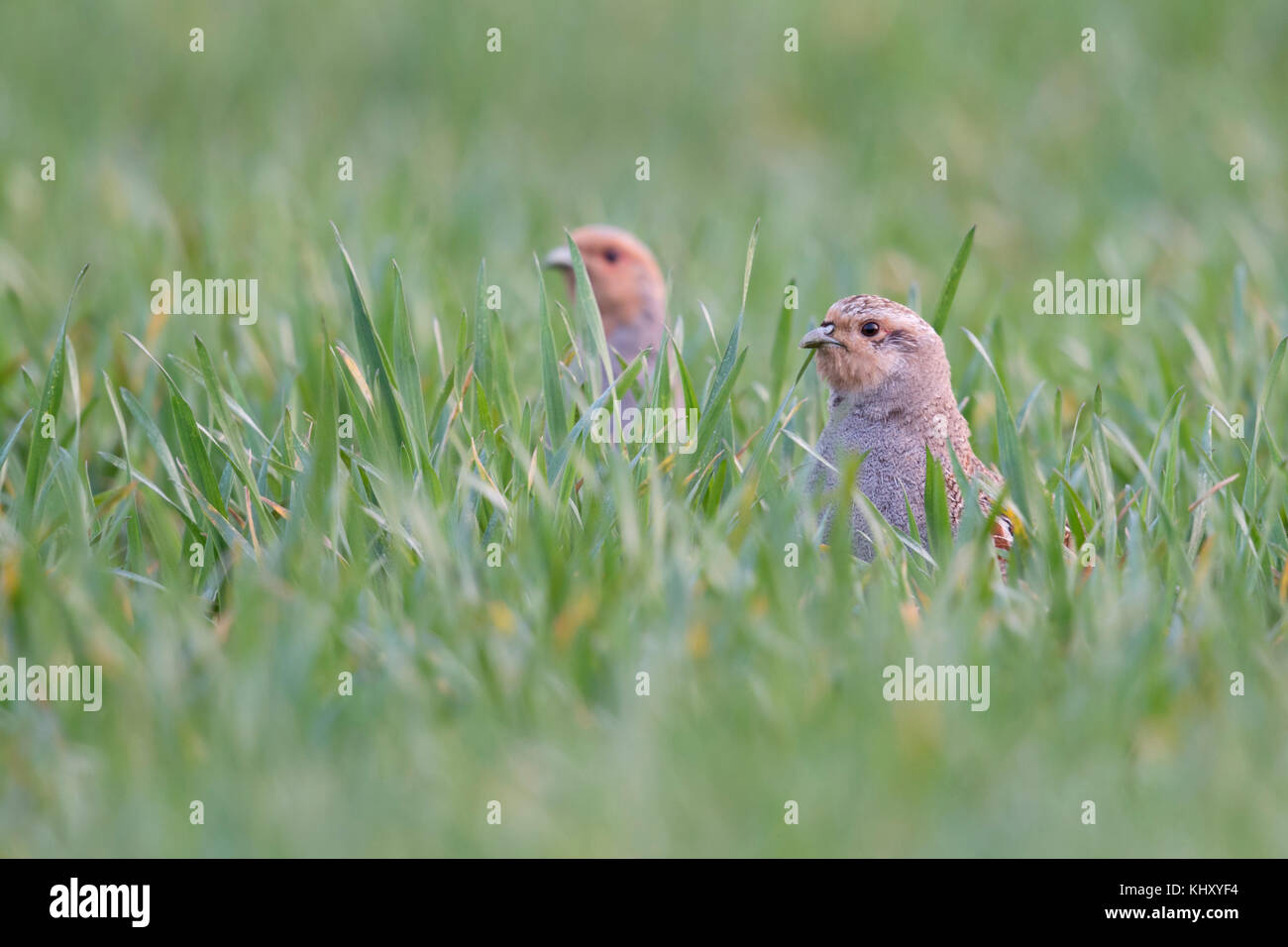 Perdix perdix march hi-res stock photography and images - Alamy
