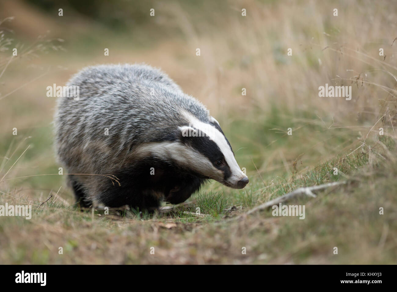 European Badger / Europaeischer Dachs ( Meles meles ), adult animal ...