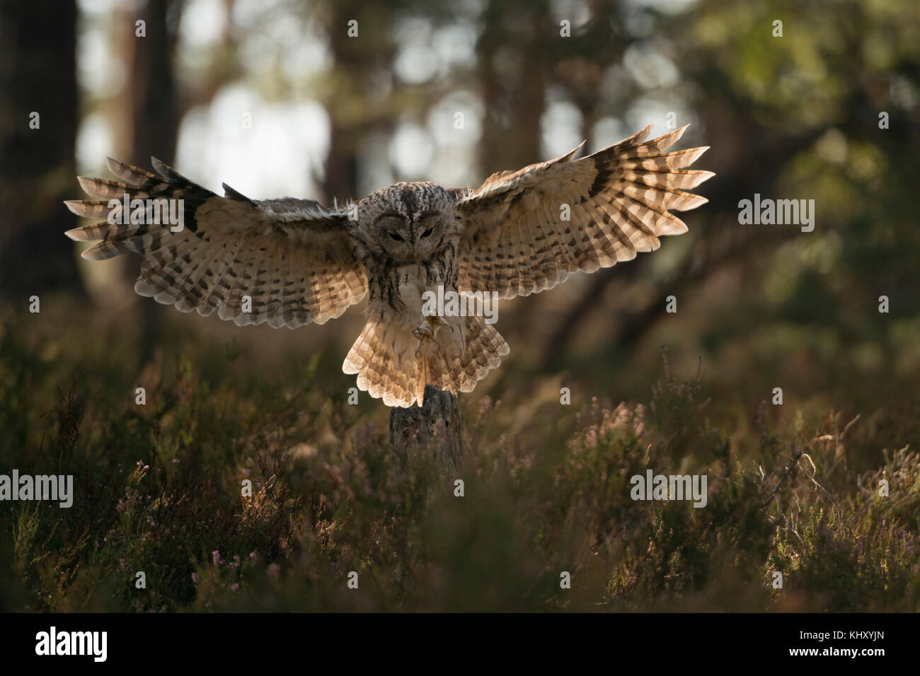 Tawny Owl ( Strix aluco ) in flight, flying, landing on a clearing ...