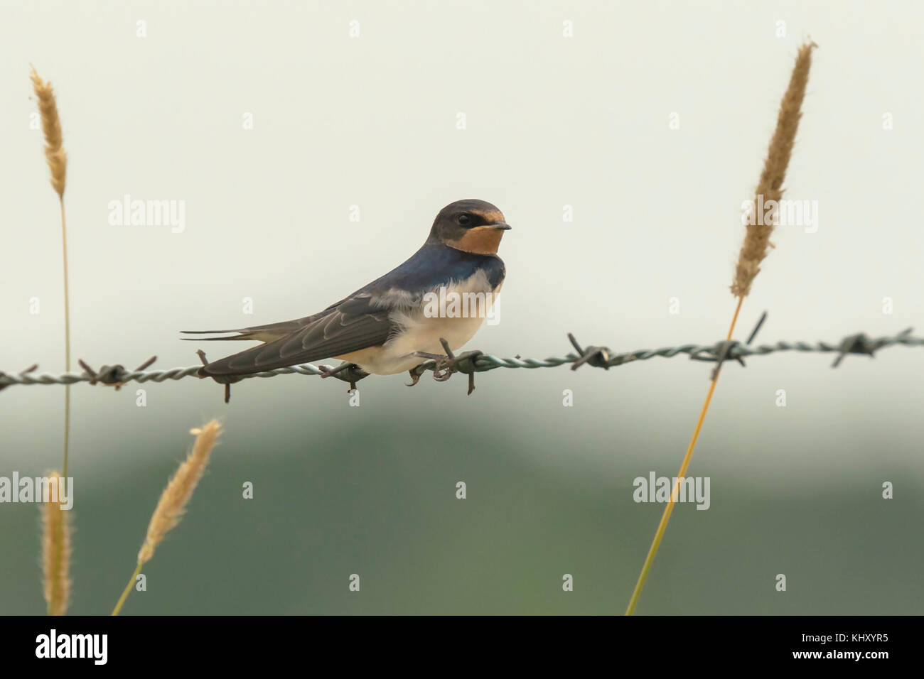 Closeup of a Barn Swallow (Hirundo rustica) resting after hunting on ...
