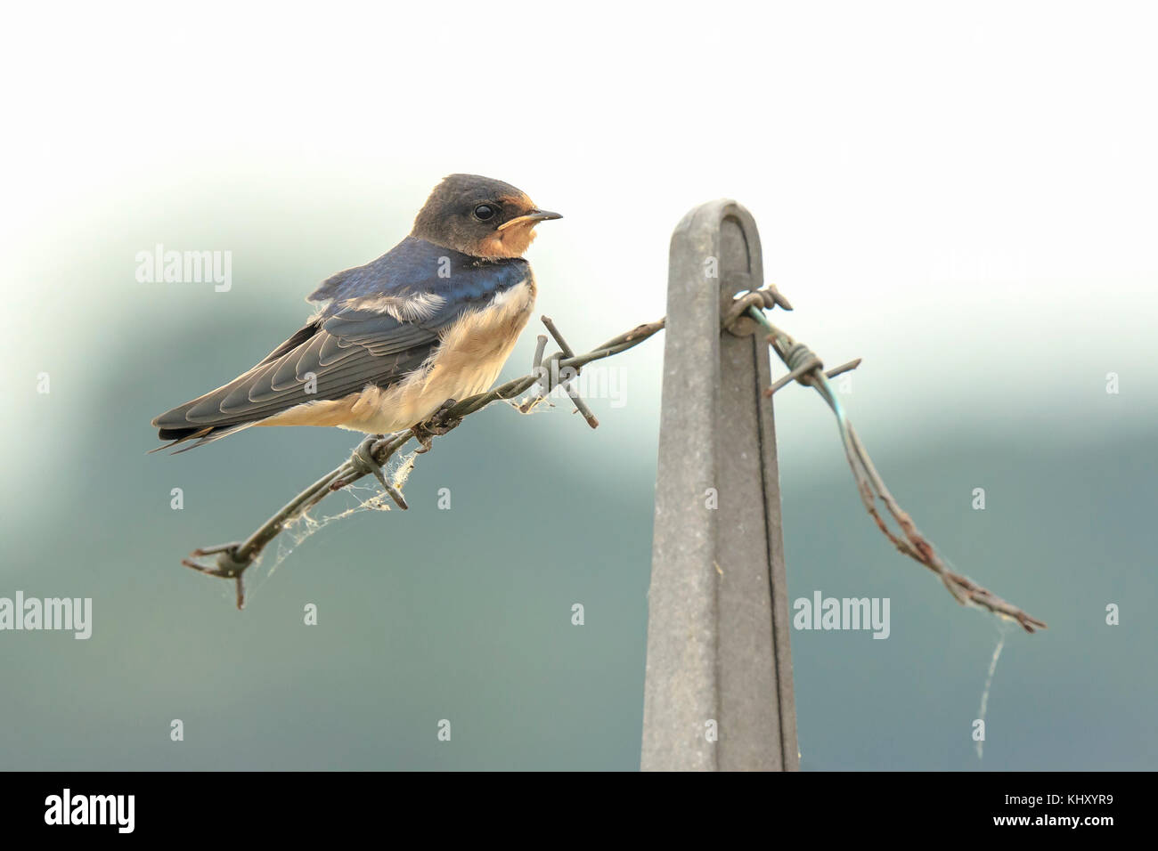 Closeup of a Barn Swallow (Hirundo rustica) resting after hunting on ...
