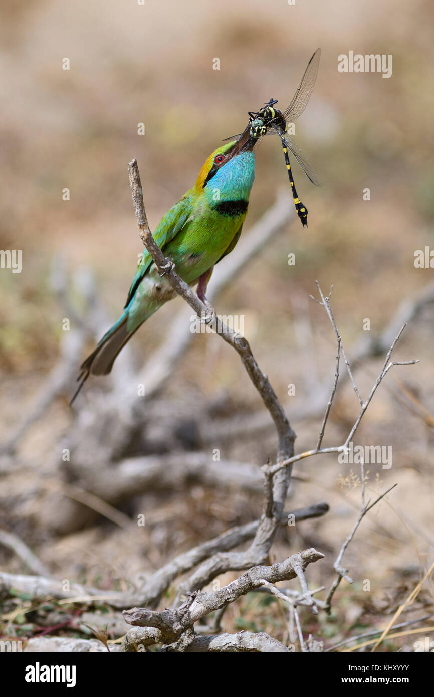 Little Green Bee-eater - Merops orientalis, Sri Lanka Stock Photo - Alamy