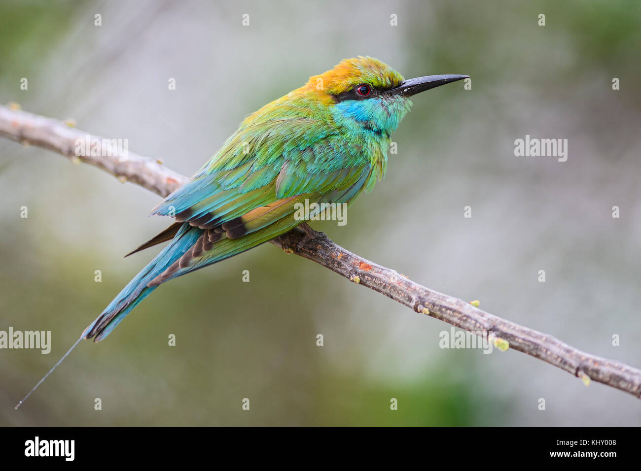 Little Green Bee-eater - Merops orientalis, Sri Lanka Stock Photo - Alamy
