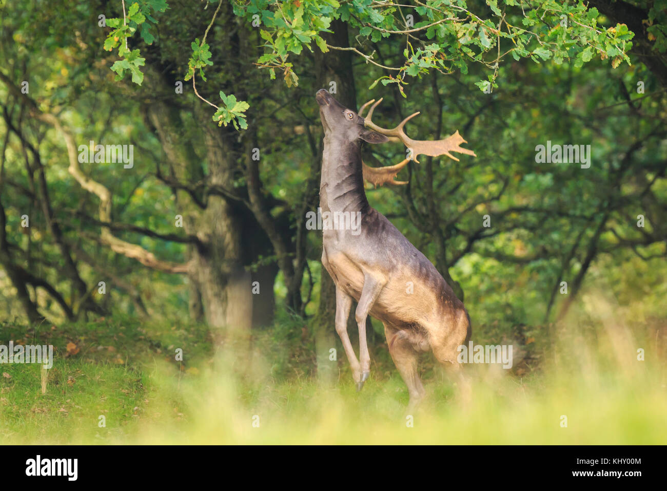 Proud male fallow deer stag, Dama Dama, with big antlers stand up ...